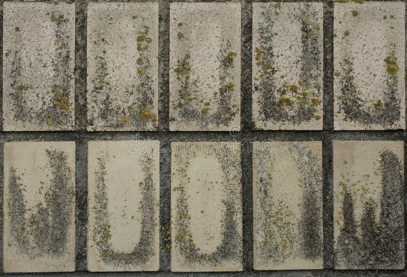 Old wall tiles stock photo. Image of moss, mossy, ceramic - 51448360