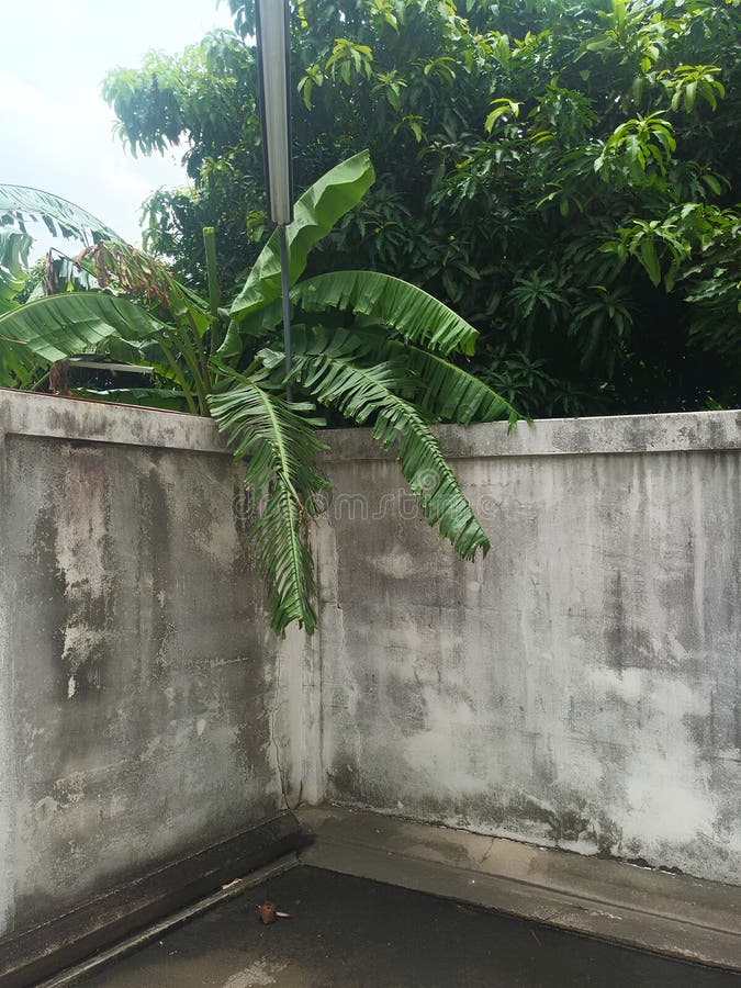 An Old Wall with Trees Extending Across it. Stock Image - Image of ...