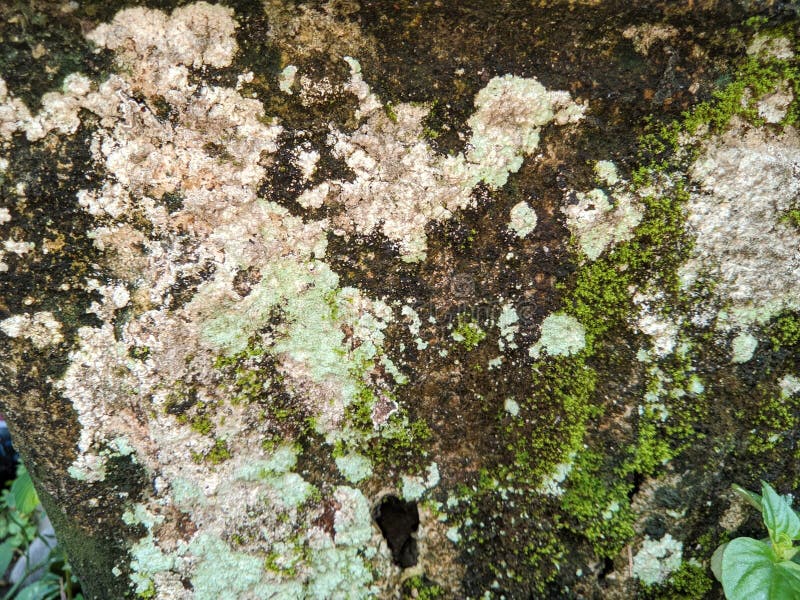 An Old Wall Whose Surface is Covered with Mold and Moss Stock Image ...