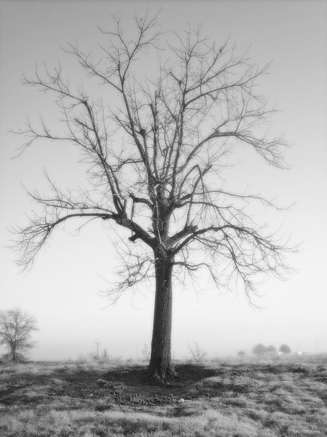 The Old Walnut Tree stock image. Image of tree, natural - 10655693