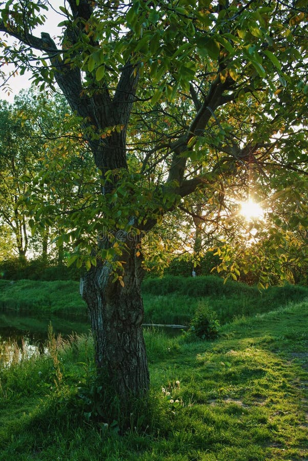 Old Walnut Tree on the Lake Bank Stock Image - Image of water, grass ...
