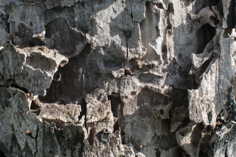 Old Walnut Tree Log Surface Stock Image - Image of natural, surface ...