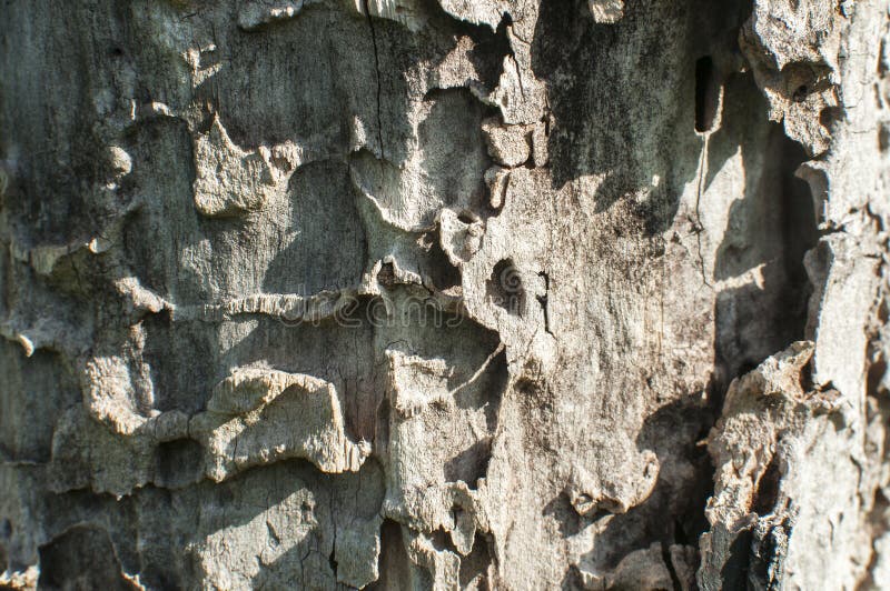 Old Walnut Tree Log Surface Stock Image - Image of decay, bark: 95779043