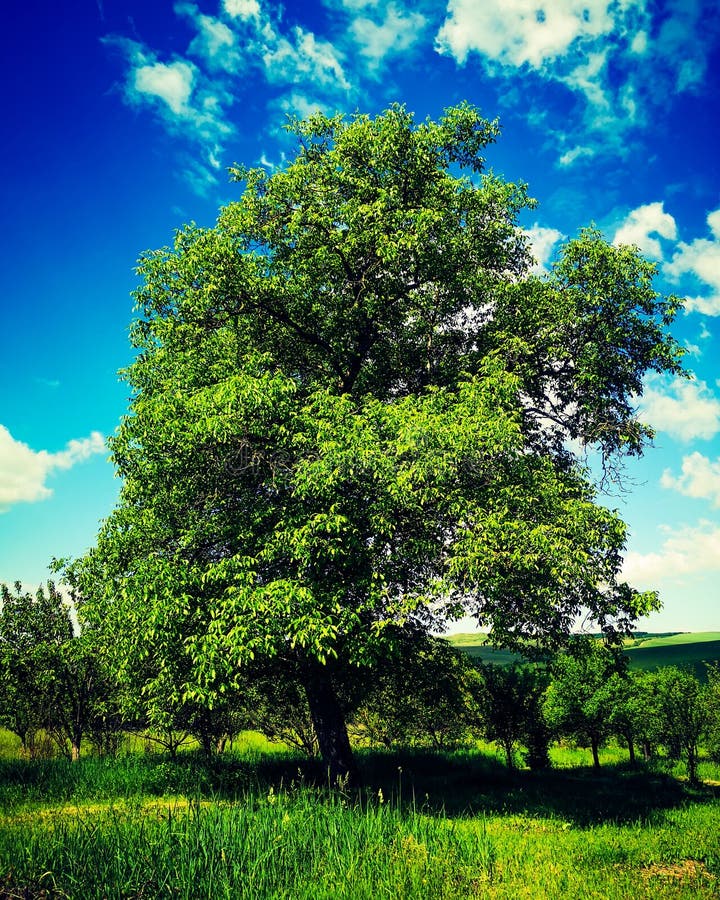 Old Walnut Tree in the Middle Stock Photo - Image of leaf, shrub: 249011624