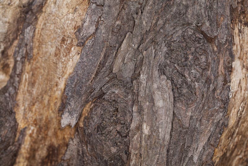 Old Walnut Tree Trunk Detail Stock Image - Image of detail, texture ...