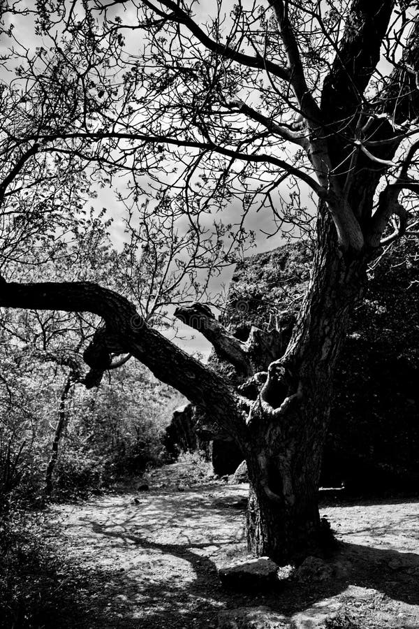Old Walnut Tree in the Valley of the Ghosts. Stock Image - Image of ...