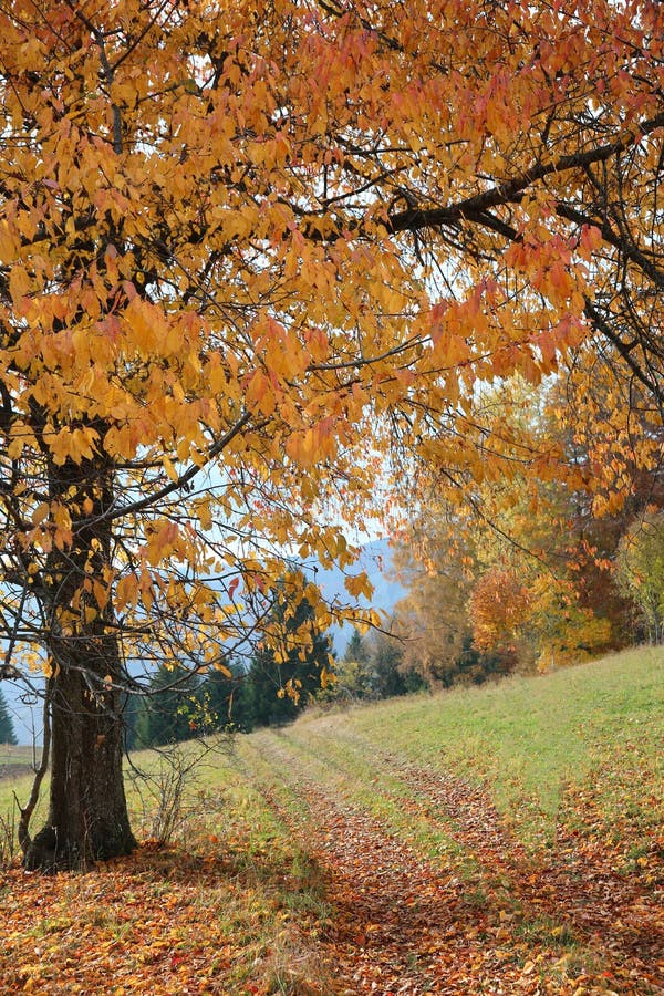 Old Walnut Tree with Yellow Leaves in Autumn Stock Photo - Image of ...