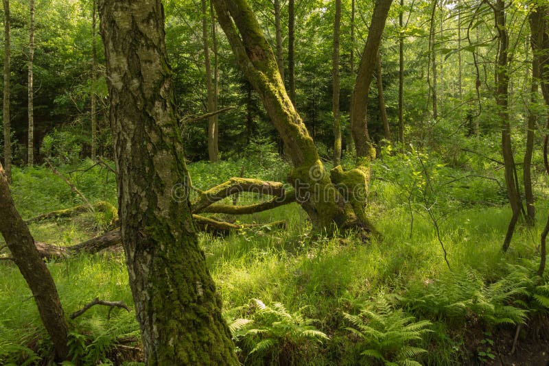 484 Warped Tree Stock Photos - Free & Royalty-Free Stock Photos from ...