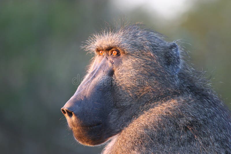 Old Warrior Baboon stock photo. Image of primate, cape - 11780488