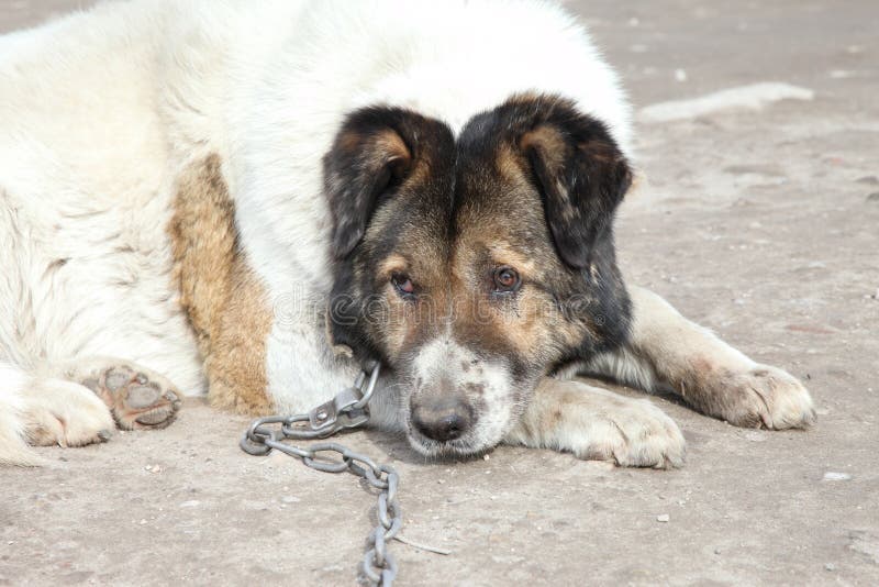 Old, Watchdog. Outdoor Shoot Stock Photo - Image of shepherd ...