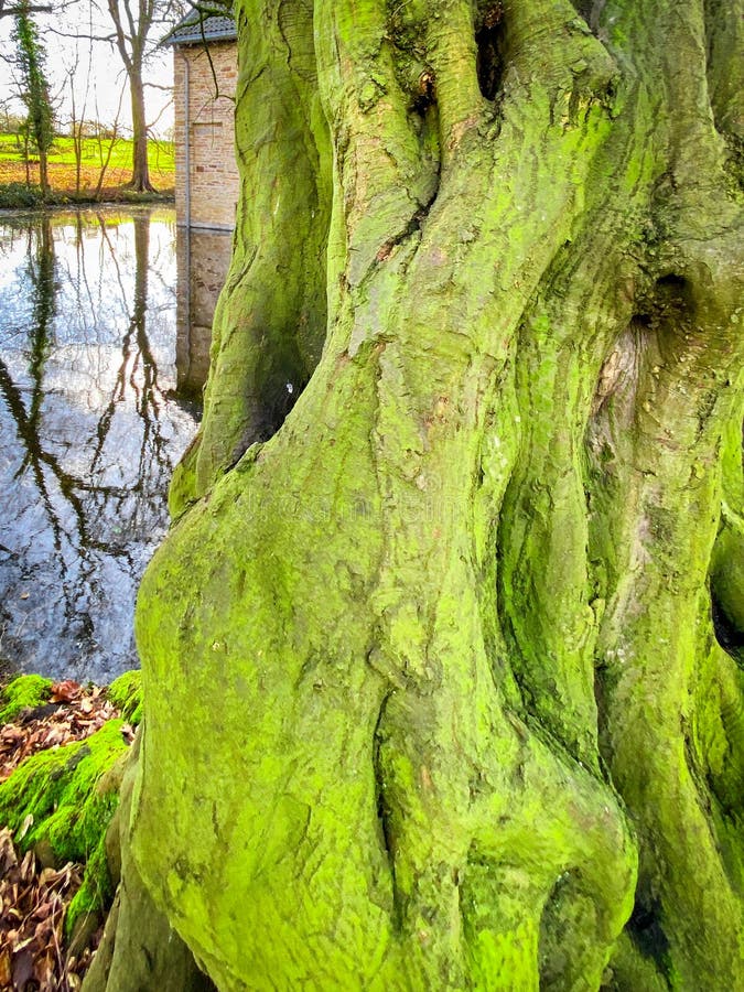 Old Water Castle with Trees and Reflections in Water Stock Photo ...