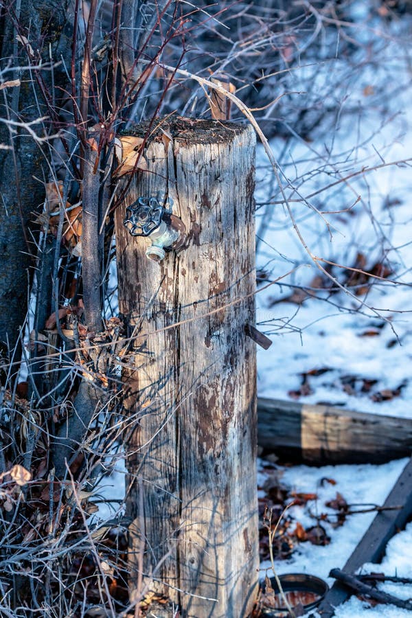Old Water Spout Out in the Forest Trail Stock Photo - Image of ...