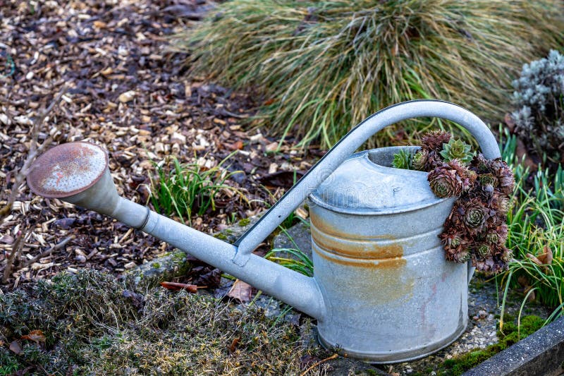 Old Watering Can in the Garden Stock Photo - Image of rusty, still ...