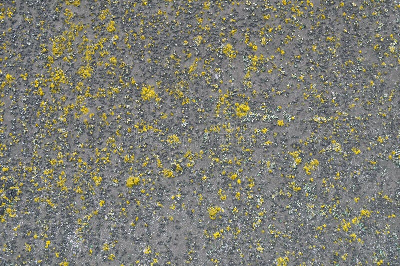 Old Waterproof Roll Roofing in Cracks and Moss. Texture Stock Photo ...