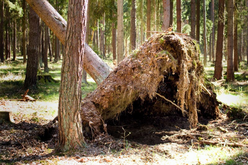 Uprooted Tree after the Storm. Common Damage in the Forest. Stock Photo ...