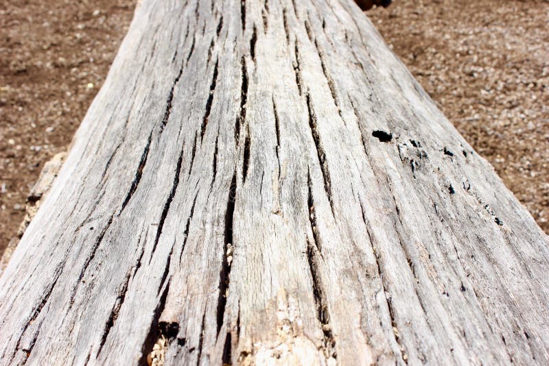 Weathered Fallen Trees Along an Ocean Beach Stock Photo - Image of sand ...