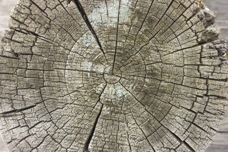 Old Weathered Log. the Texture of the Log Shift Stock Image - Image of ...