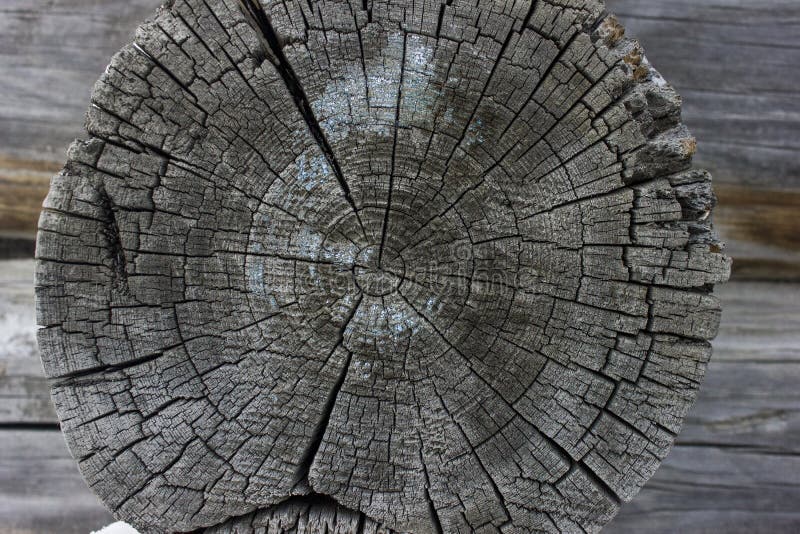Old Weathered Log. the Texture of the Log Shift Stock Image - Image of ...