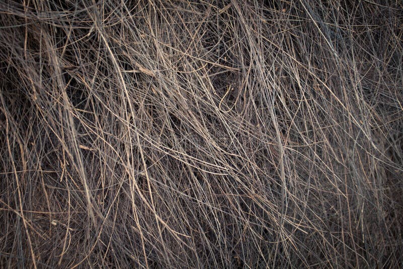 Old Weathered Palm Texture Straw Macro Close-up Stock Photo - Image of ...