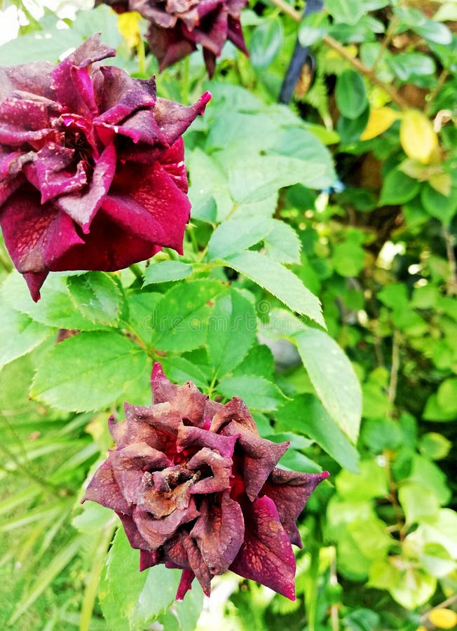 Old and Weathered Rose Growth at the Garden Stock Photo - Image of ...
