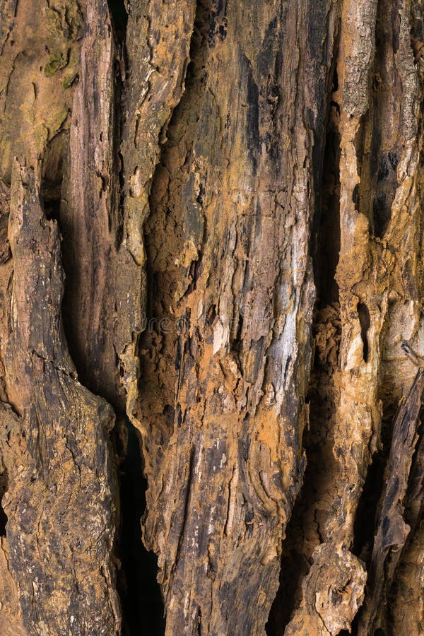 Old Weathered Rotten Tree Trunk Texture, Abstract, Background ...