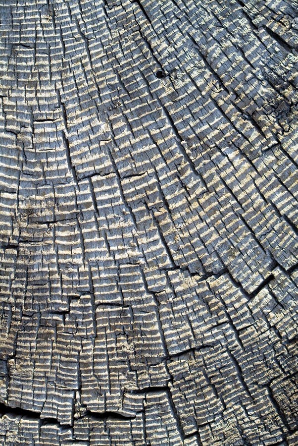 Old Weathered Stump with Tree Rings Stock Photo - Image of ancient ...