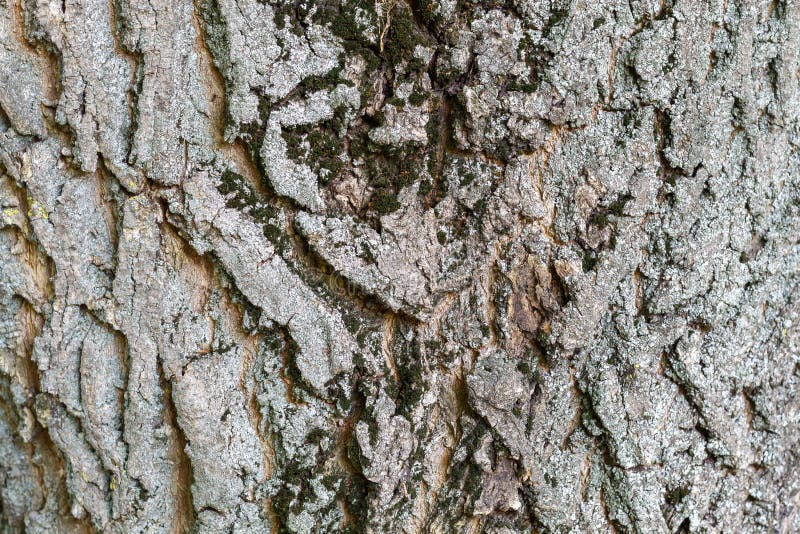 Old Weathered Tree Bark Texture Close Up Stock Image - Image of ...