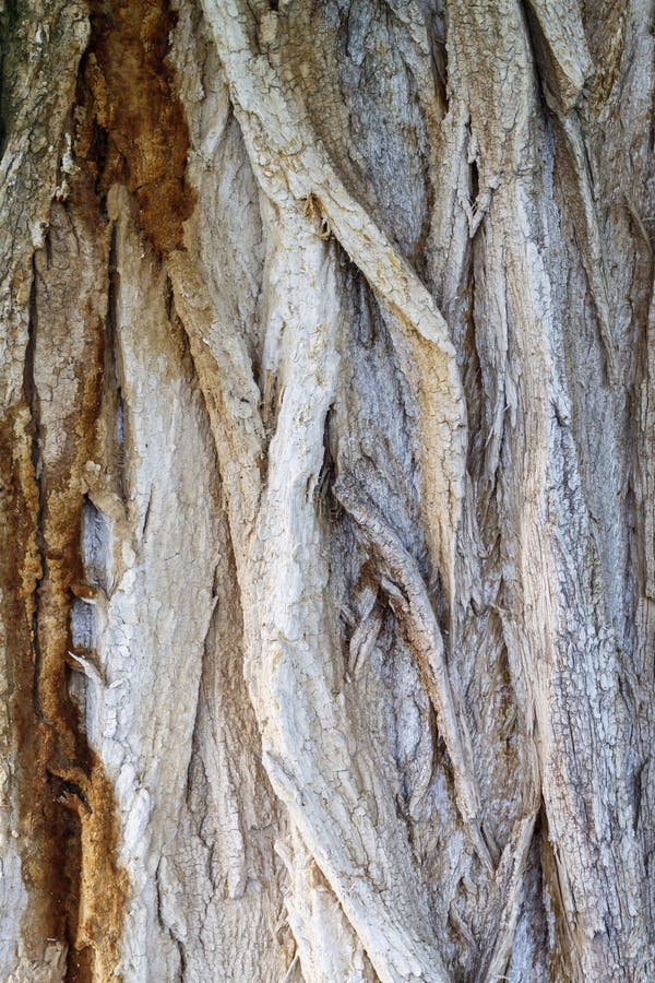 Old Weathered Tree Bark Texture Stock Photo - Image of design, pattern ...