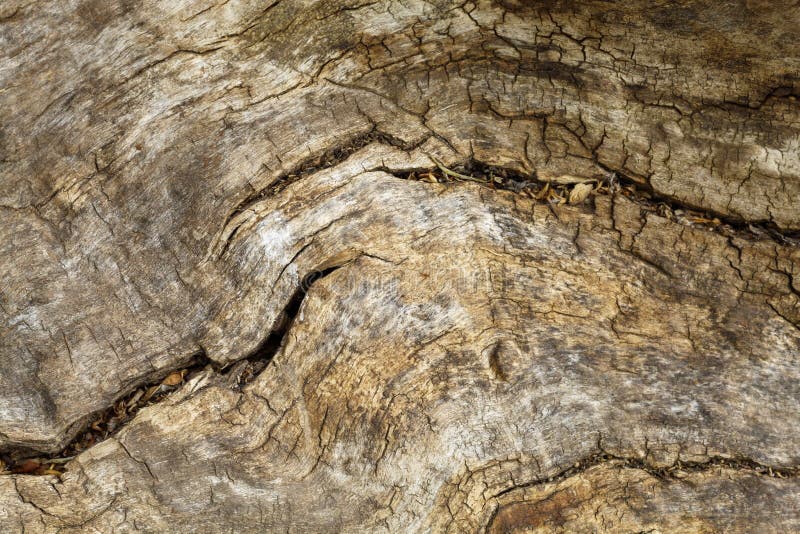 Old Weathered Tree Bark Texture Stock Image - Image of material ...