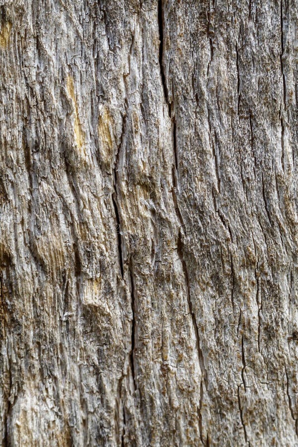 Old Weathered Tree Bark Texture Stock Image - Image of design, material ...