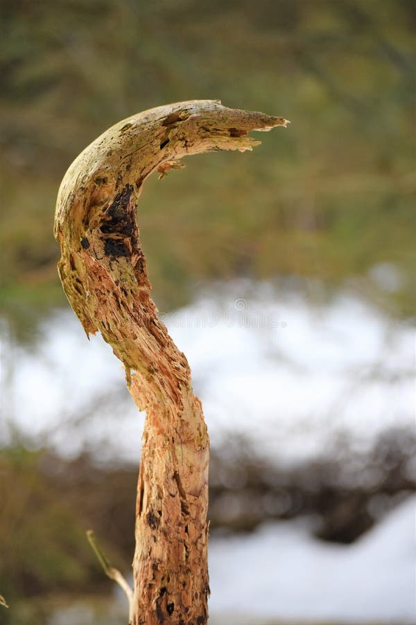 Branch Tree Like Snake Stock Photos - Free & Royalty-Free Stock Photos ...