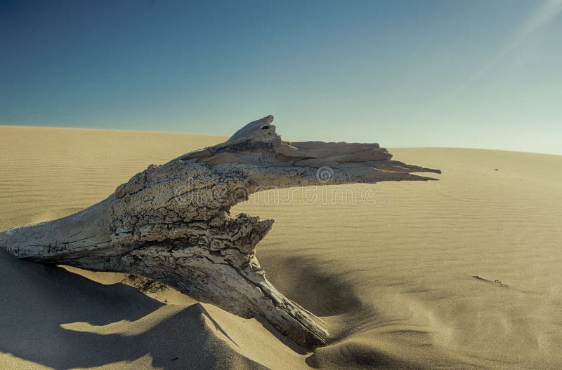 Old Weathered Tree Piece on Desert Sands Stock Image - Image of sunny ...