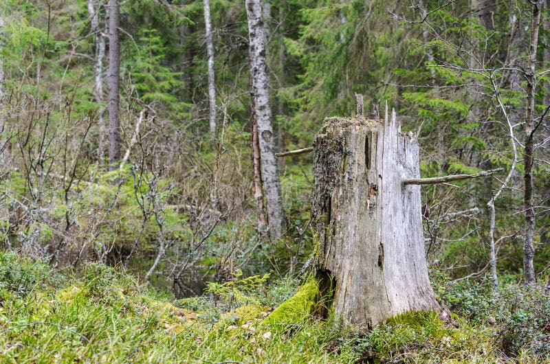 Old weathered tree stump stock image. Image of floor - 115907201