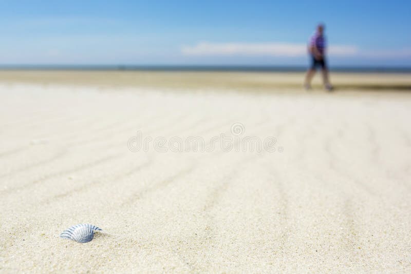 Old Weathered White Seashell on a Sandy Beach Stock Image - Image of ...