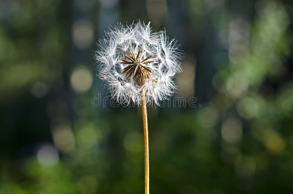 Old weed stock photo. Image of working, green, weeds - 95282610