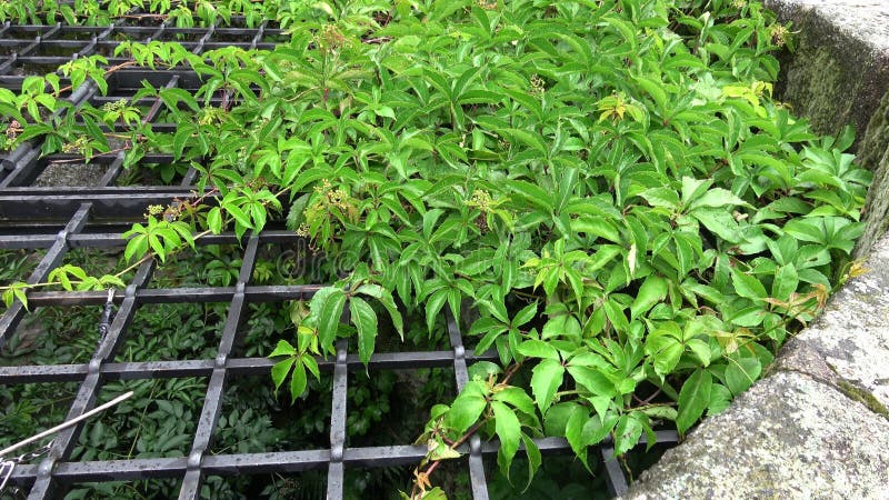 Old Well is Entwined with Wild Ivy Stock Photo - Image of fantasy ...