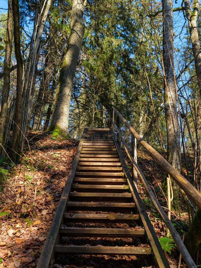 Old Wet Wooden Footpath Walkway in Deep Green Forest Stock Image ...