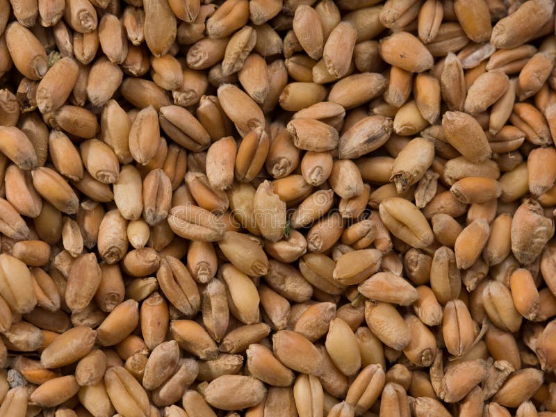 Old wheat grain stock image. Image of agriculture, ingredient - 209262975