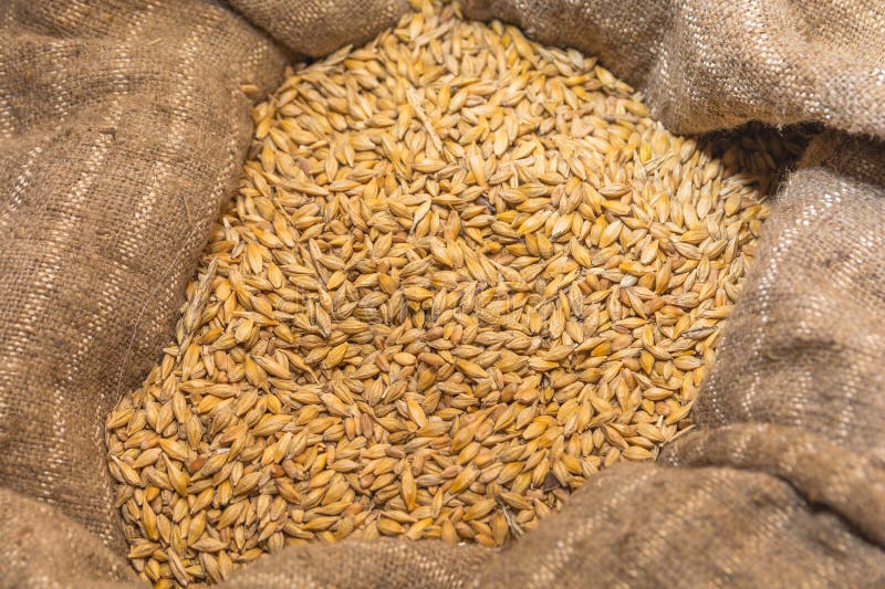 Old Wheat Grains Lie in a Sack. View from Above Stock Image - Image of ...
