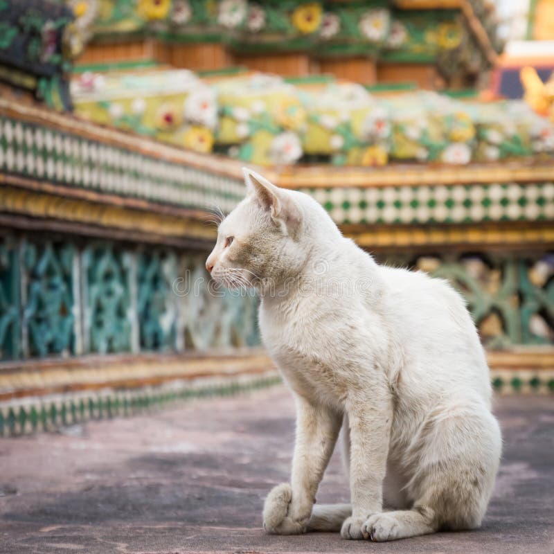 Old White Cat on Pegoda Base Stock Image - Image of temple, mammal ...