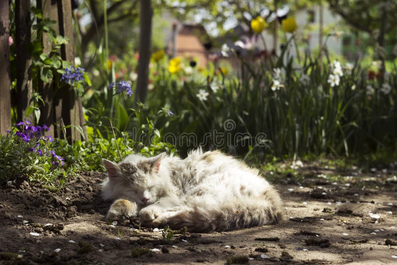 Old White Cat Sleeping in the Background of Spring Flowers Stock Image ...