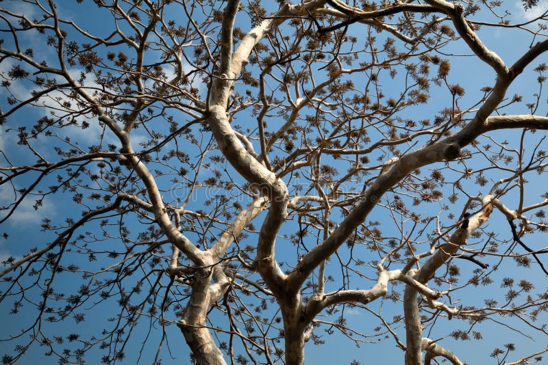 Old white colored tree stock image. Image of rise, clouds - 23214707