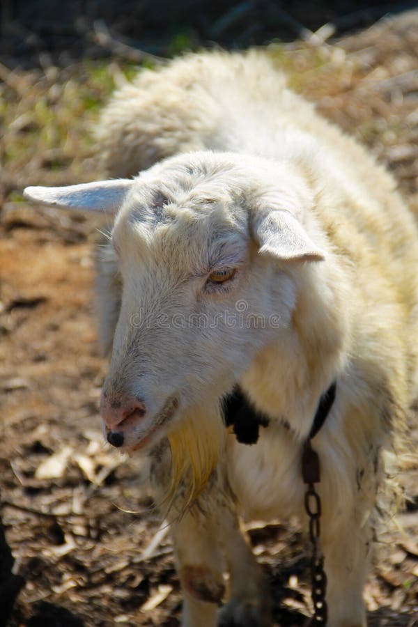 Old white goat stock photo. Image of female, fauna, intelligent - 196294674