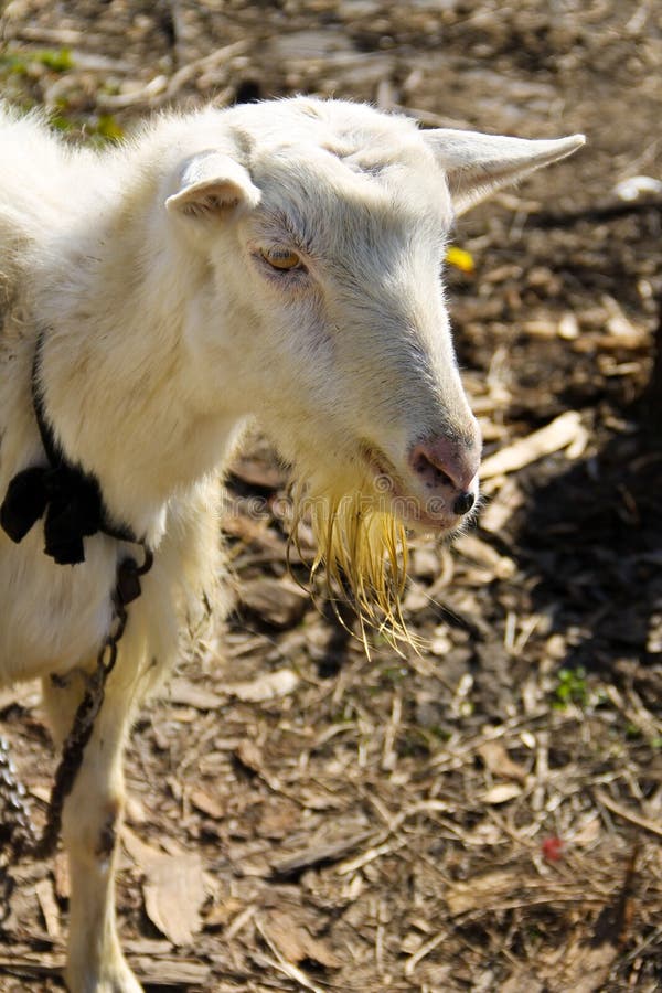 Old white goat stock image. Image of farm, fauna, environment - 192770567