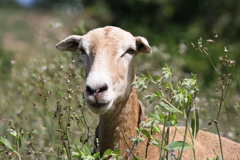 Old white goat stock photo. Image of road, wildlife, goat - 54815292