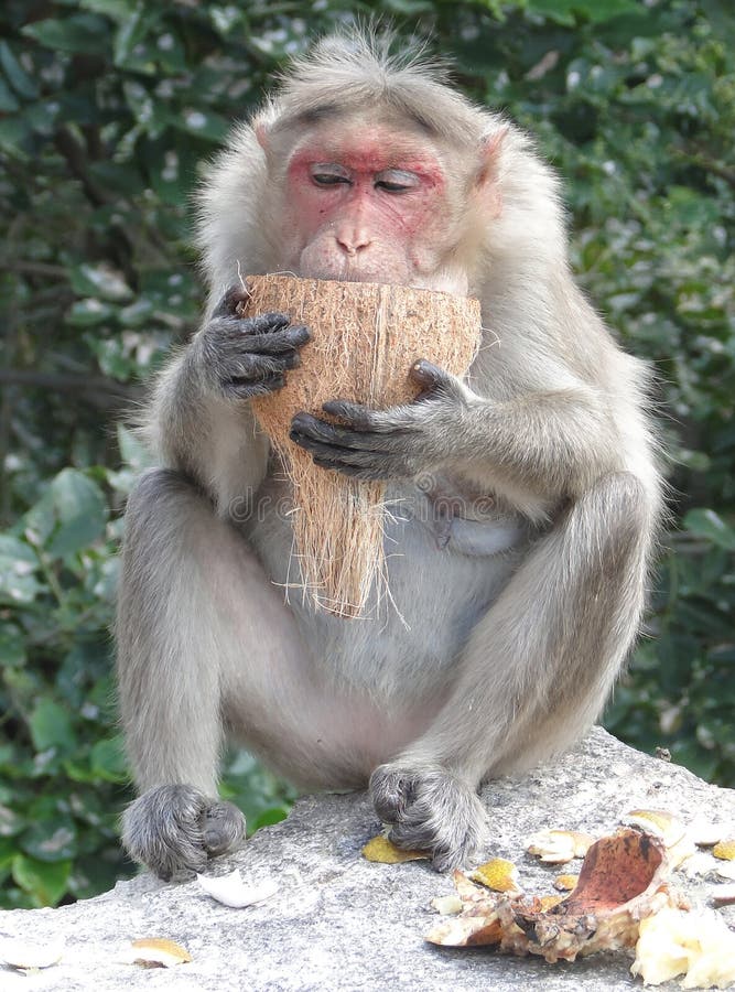Old, White Haired Female Rhesus Monkey Stock Photo - Image of monkey ...