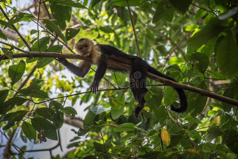 Old White-headed Monkey in a Tree in Corcovado Stock Photo - Image of ...