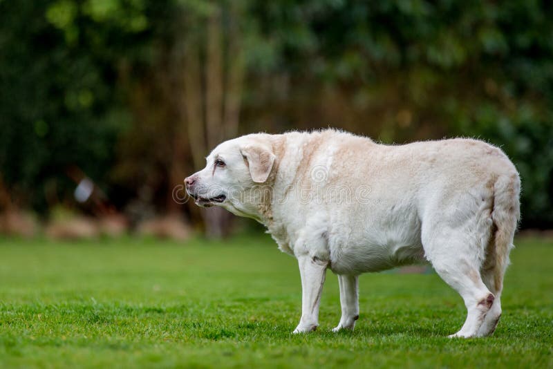 Old White Labrador Looking at Toy Stock Photo - Image of lawn, garden ...