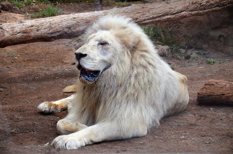 Old White Lion in the Jungle Park in Tenerife, Spain Stock Photo ...