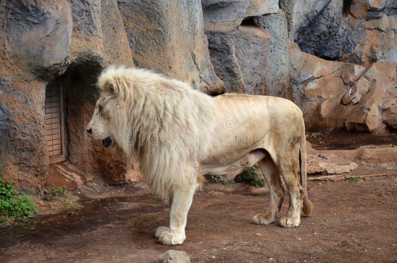 Old White Lion in the Jungle Park in Tenerife, Spain Stock Photo ...